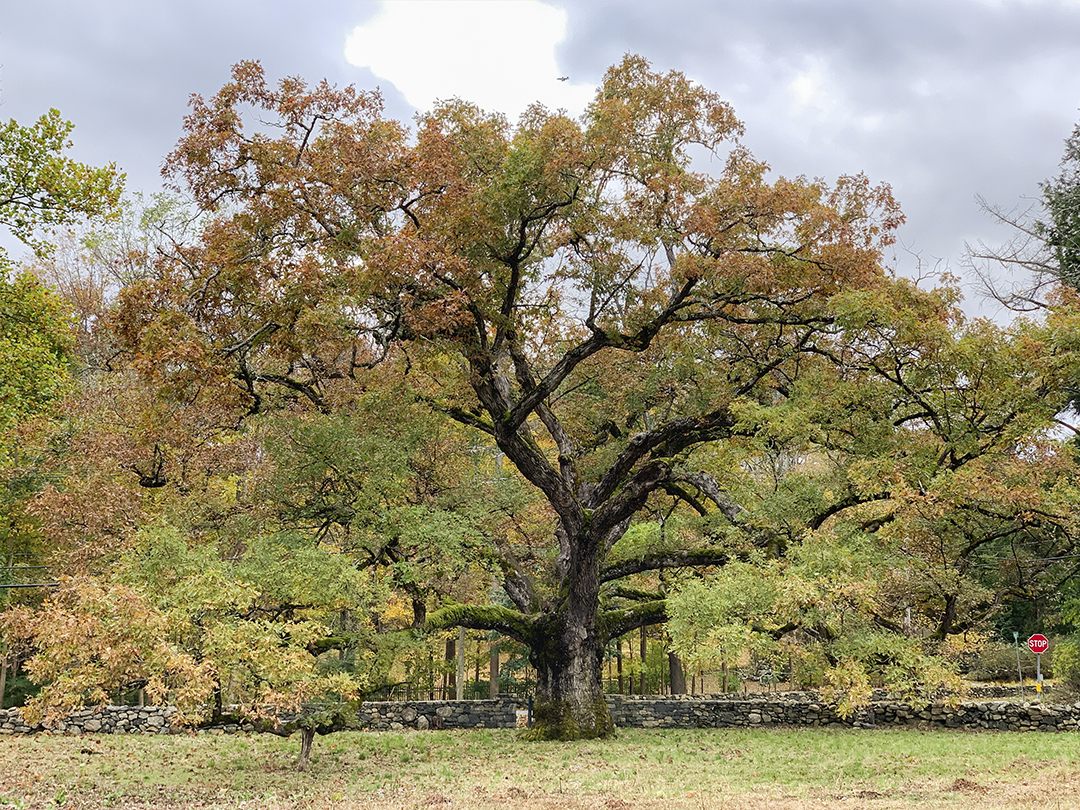 Oaks excel at supporting the food web (including us). Arbor Day’s a ...